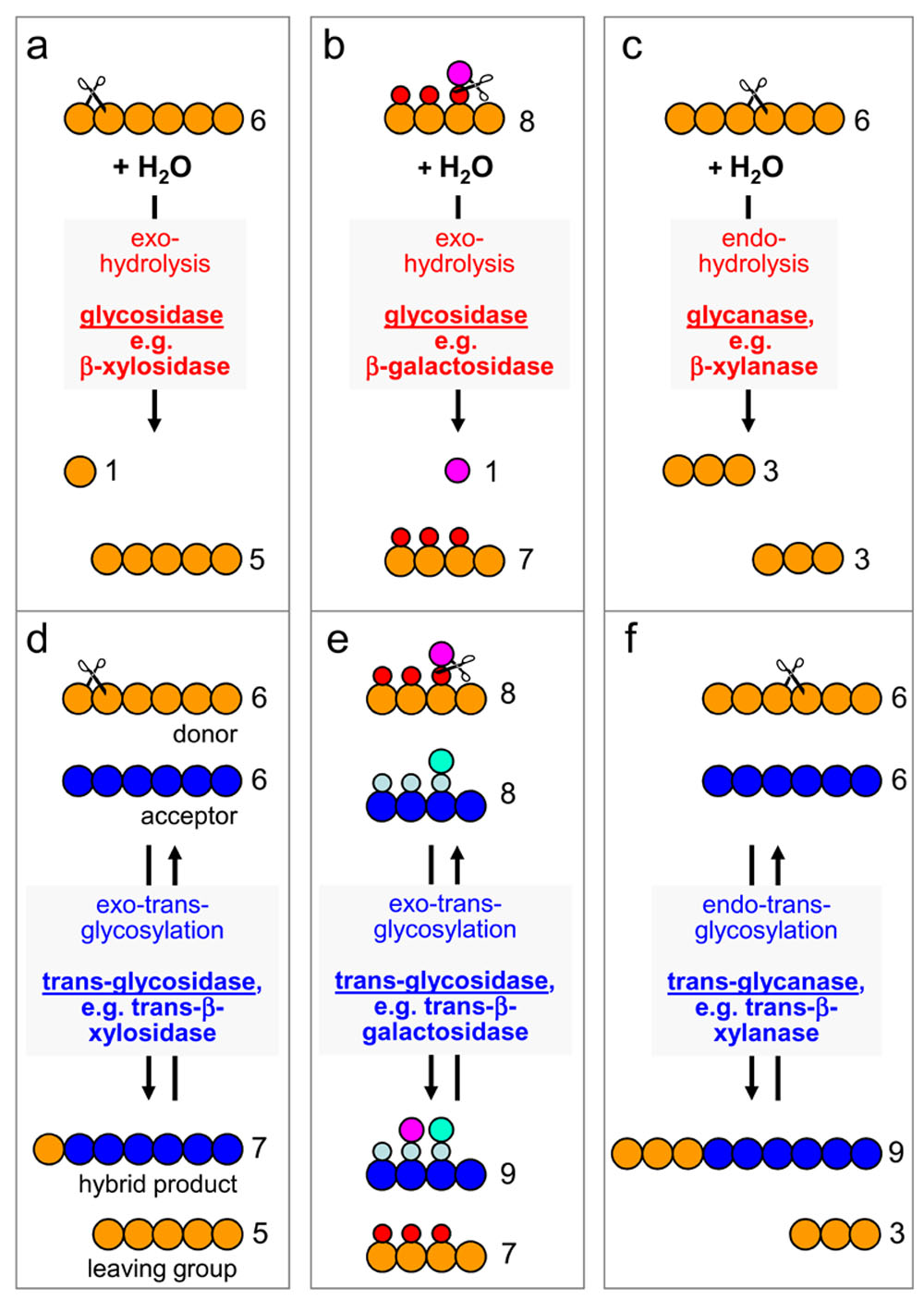 Mechanism of glycosylase and transglycosylase action